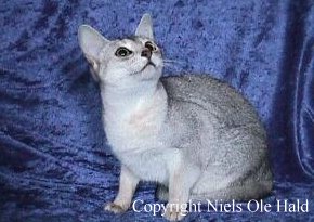 Abyssinian: Breed description