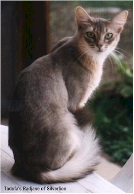 Blue Somali Cat