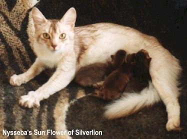 Silver Somali Cat Silver Somali Cat